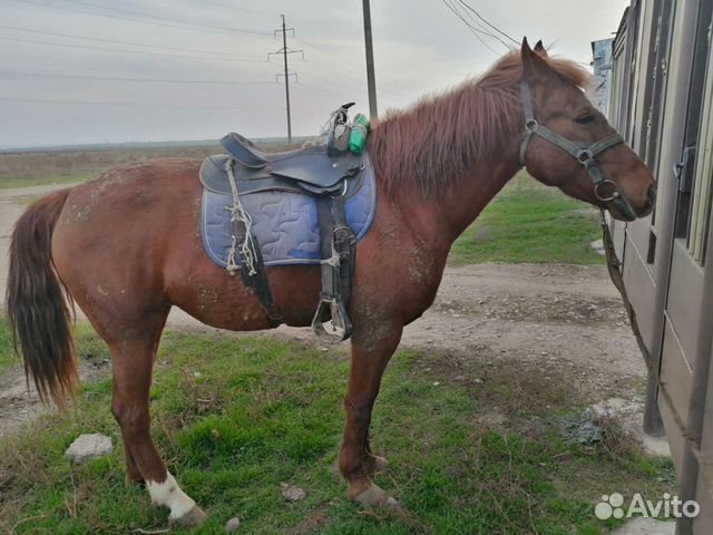 Лошадь