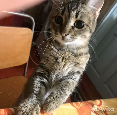 Котенок