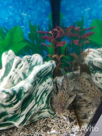 Аквариумные сомы