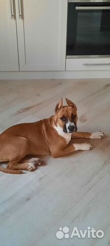 Стаффордширский терьер