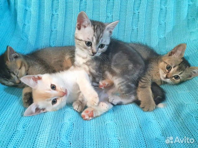 Шотладские котята