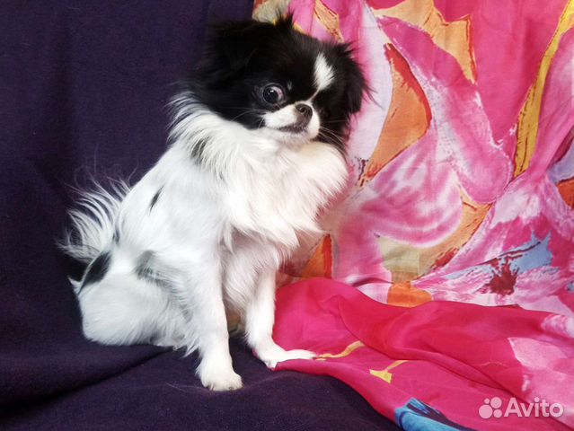 Японский хин девочка щенок