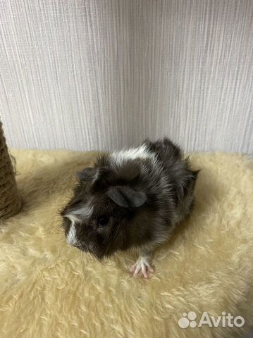 Морская свинка