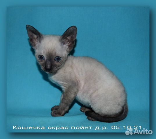 Сил пойнт кошечка с яркими голубыми глазами