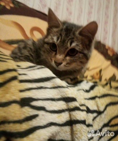 Котёнок-ласкучка 3,5 м-ца