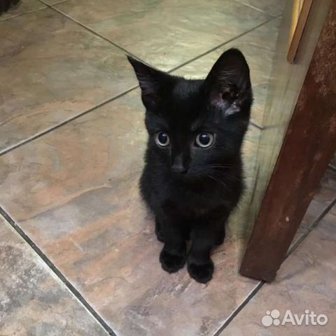 Бомбейский мальчик