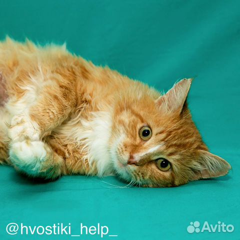 Рыжее солнышко в дом