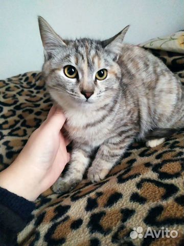 Шотландские котята 7 месяцев в добове руки