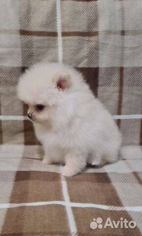 Померанский шпиц медвежьего типа (мальчики)