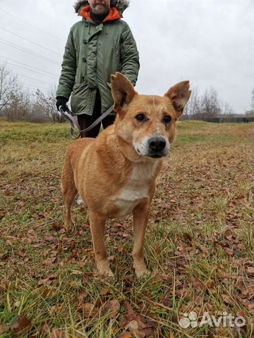 Пёс может не пережить зиму в приюте