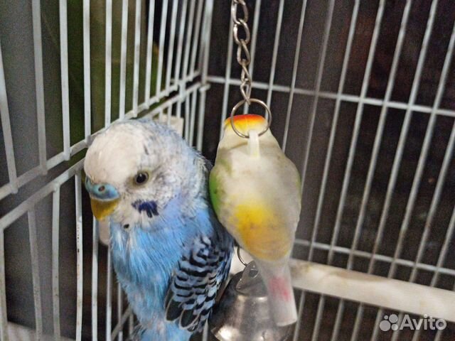 Волнистый попугай самец