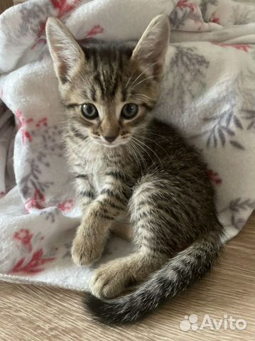 Котята