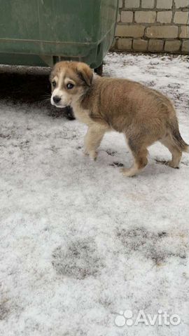 Собака в добрые руки щенок