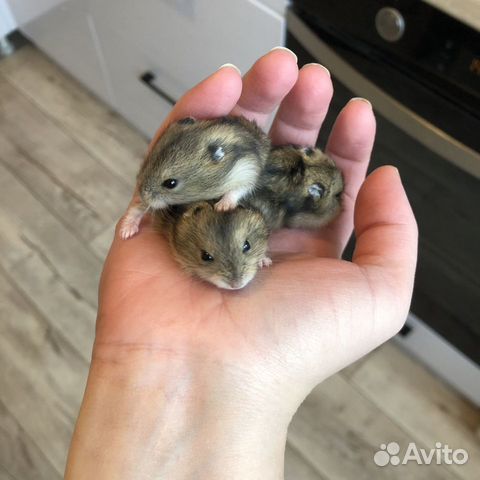 Джунгарский хомяк