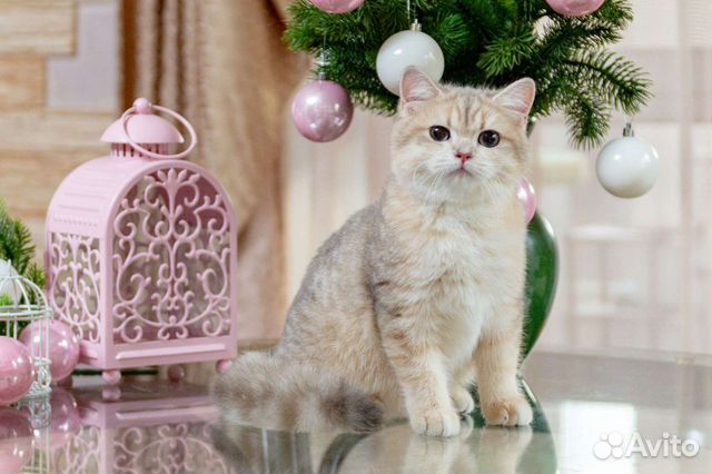 Котик Тимофей