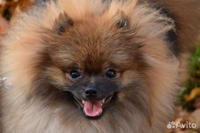 Яркий подросток шпиц