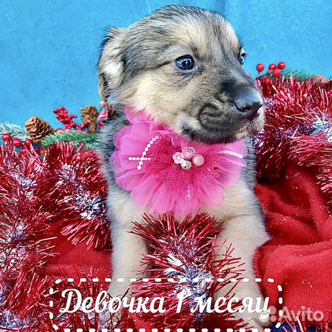 Щенки в добрые руки