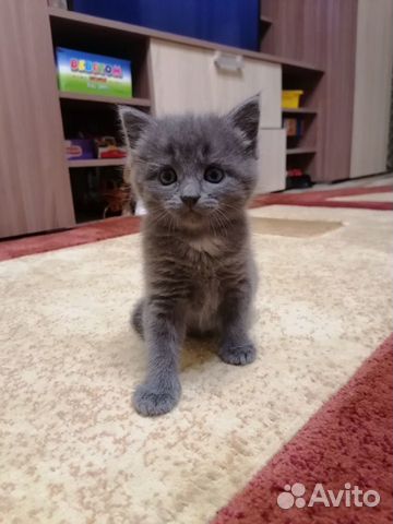 Британская кошка бесплатно