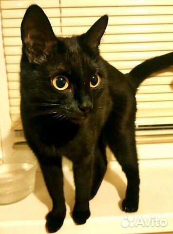 Можно меня второй кошкой