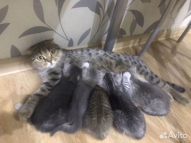 Продам шотландских котят