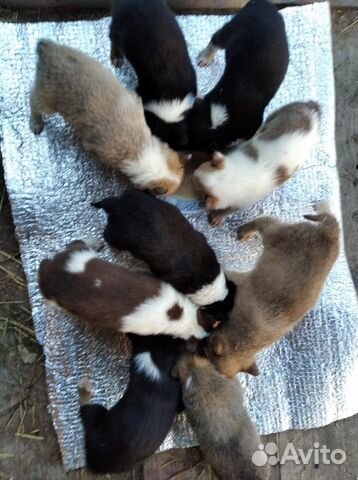 Продам щенков породы западно Сибирской лайки звони