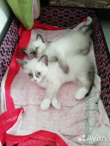 Котята сноу шу в надёжные руки