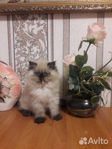 Персидские котята