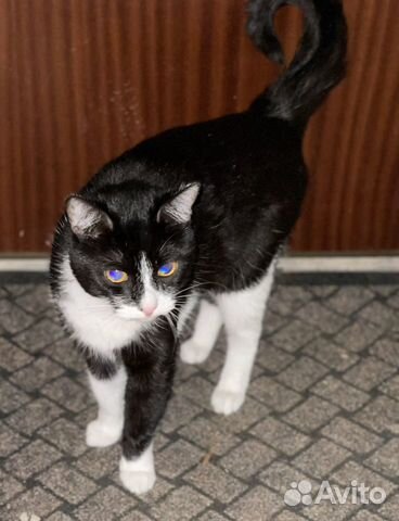 Кошечки брошенки, ищут дом быстро