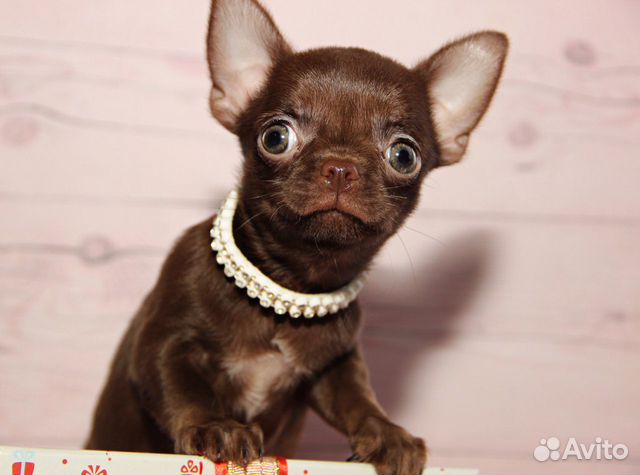 Шоколадная изюминка