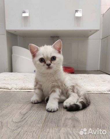 Шотланский котенок