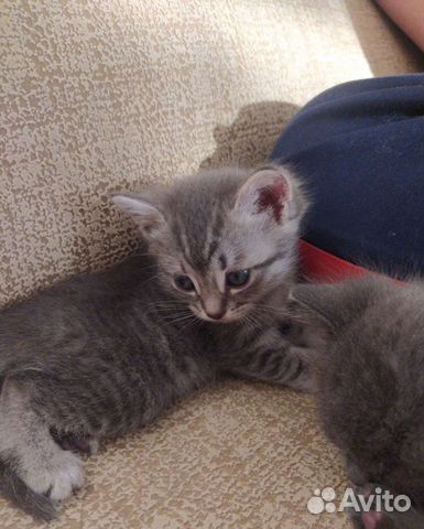 Котенок британка + шотландка