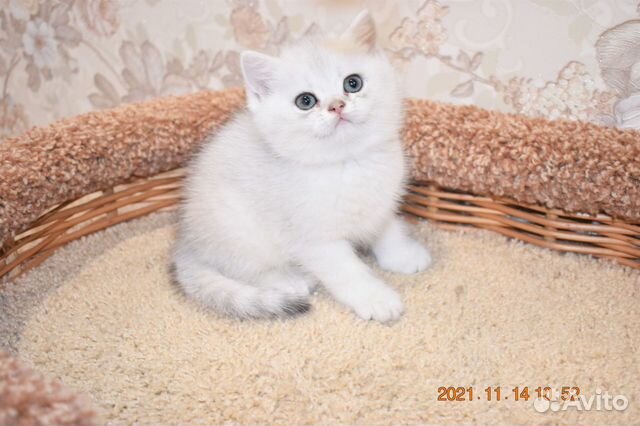 Британские котята