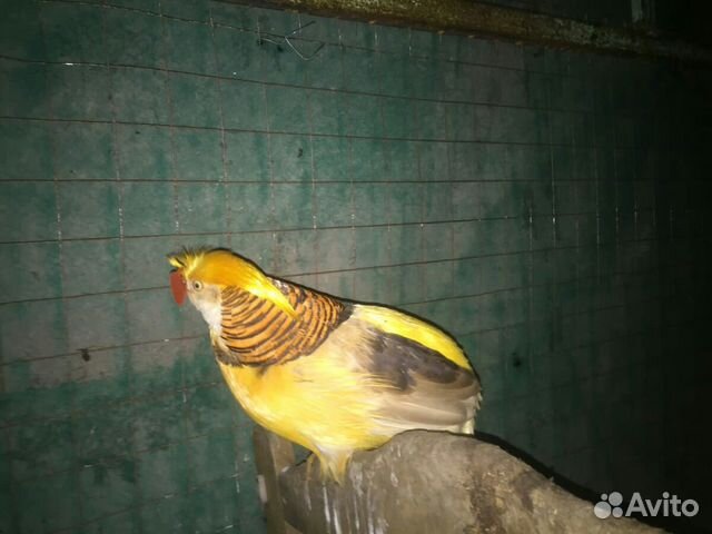 Фазаны разных пород