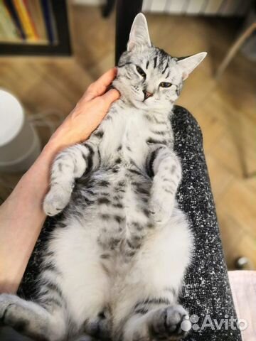 Ласковый Артюша 5,5 м вискасно-серебристого окраса