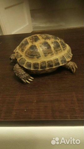 Черепаха сухопутная (самец)