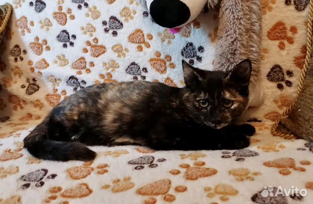 Котенок в добрые руки