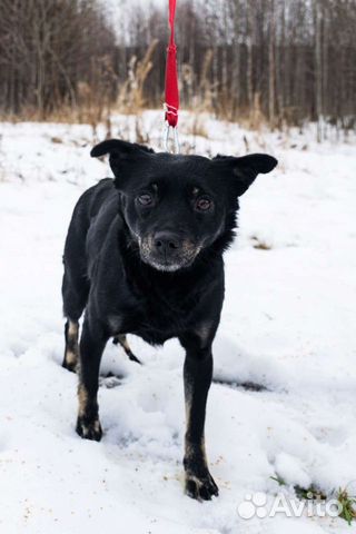 Деля в добрые руки