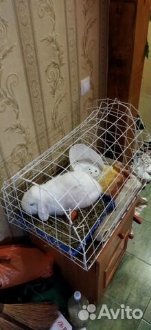 Декоративные кролики