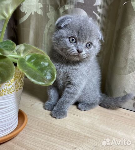 Шотландский вислоухий котёнок