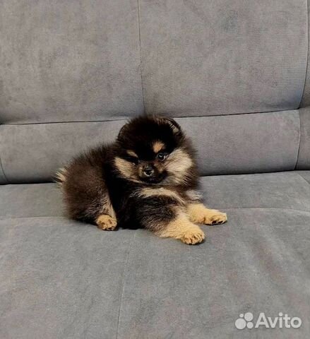 Девочка ч/п мини