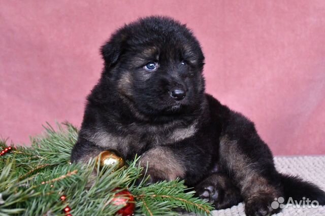 Немецкий длинношерстный карапуз