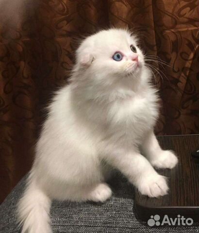 Шотландские котята