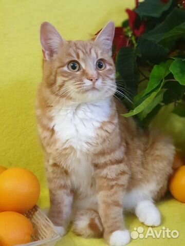 Апельсиновое Счастье