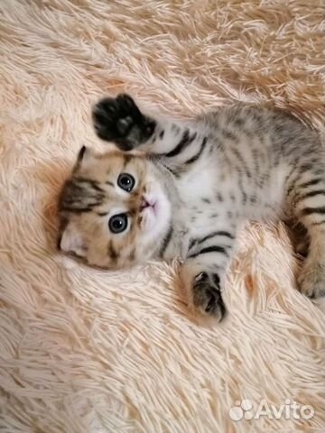 Кошки шотландцы вислоухие