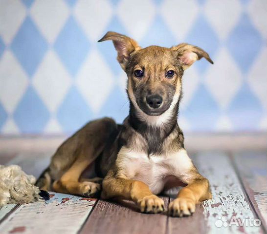 Щенки бесплатно в добрые руки