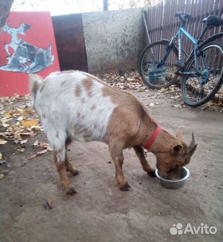 Камерунские козы