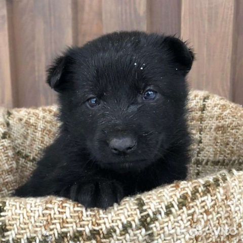 Щенок-девочка, 1.5 месяца. Привезём
