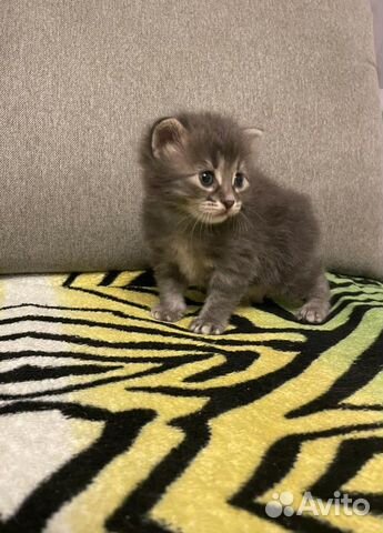 Курильский бобтейл