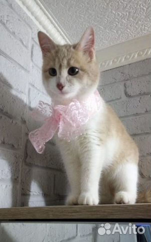 Кошки в добрые руки