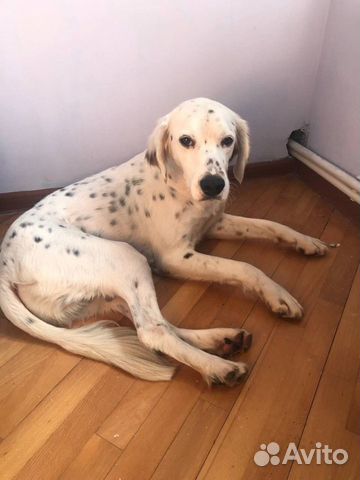 Бари ищет дом и любящее сердце